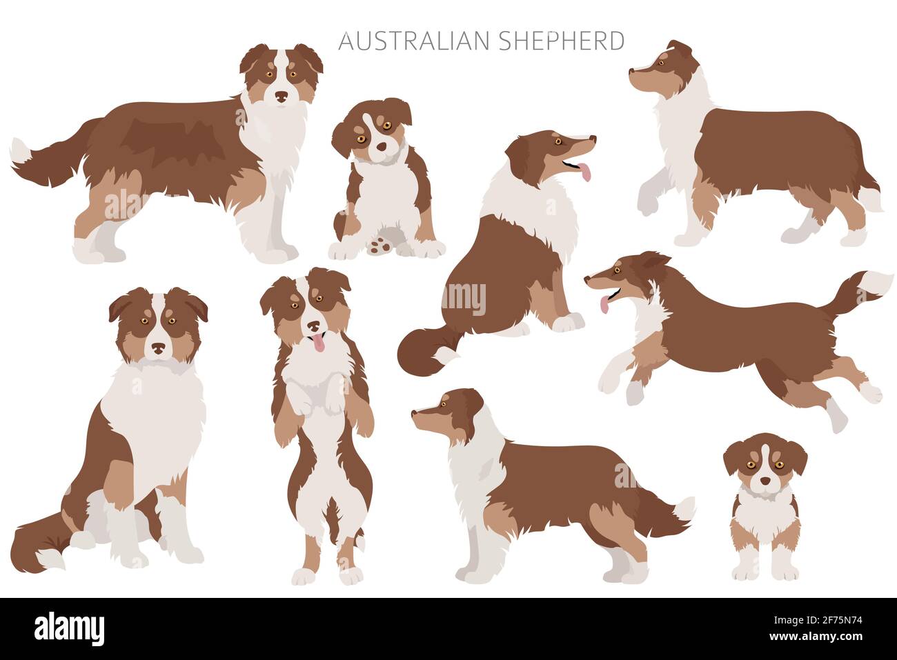 Australian shepherd dogs set. Color varieties, different poses. Dogs ...