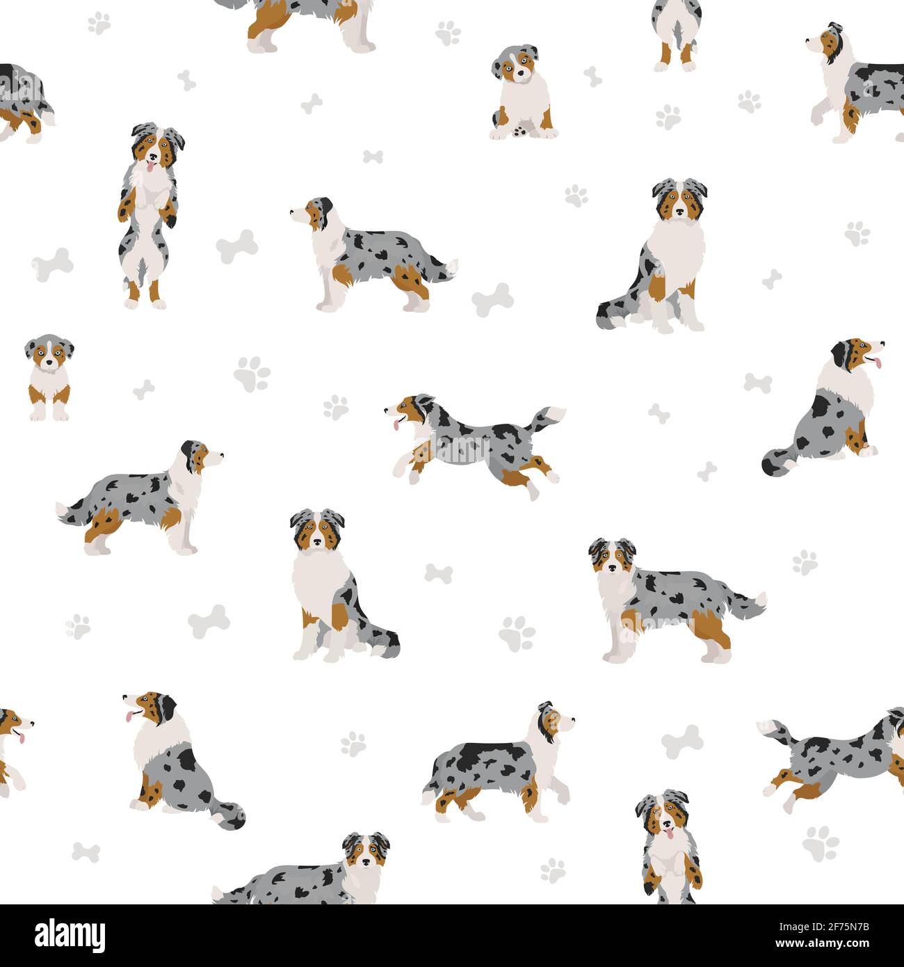 Australian shepherd dog seamless pattern. Different variations of coat ...