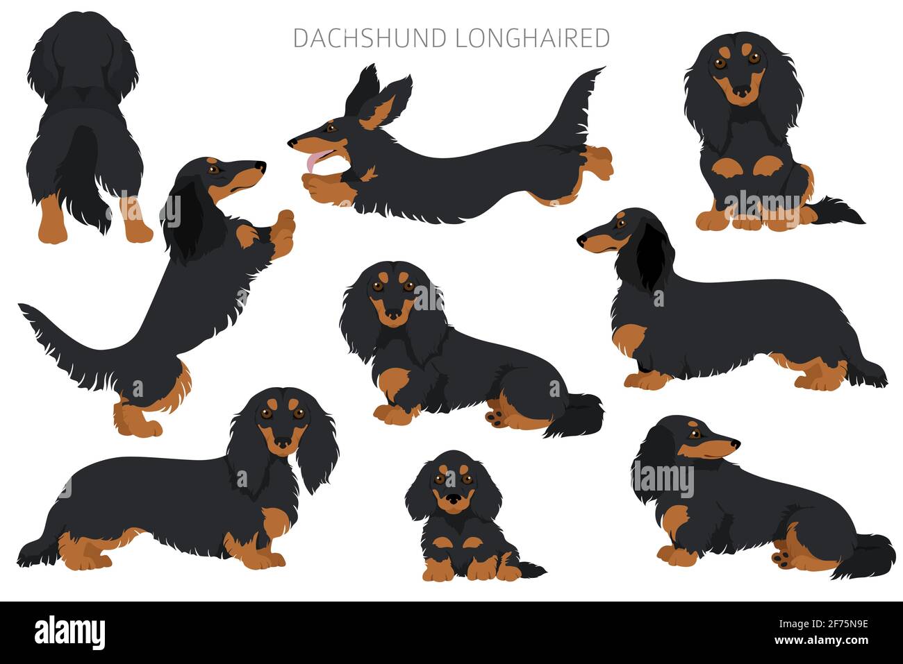 Dachshund Clip Art