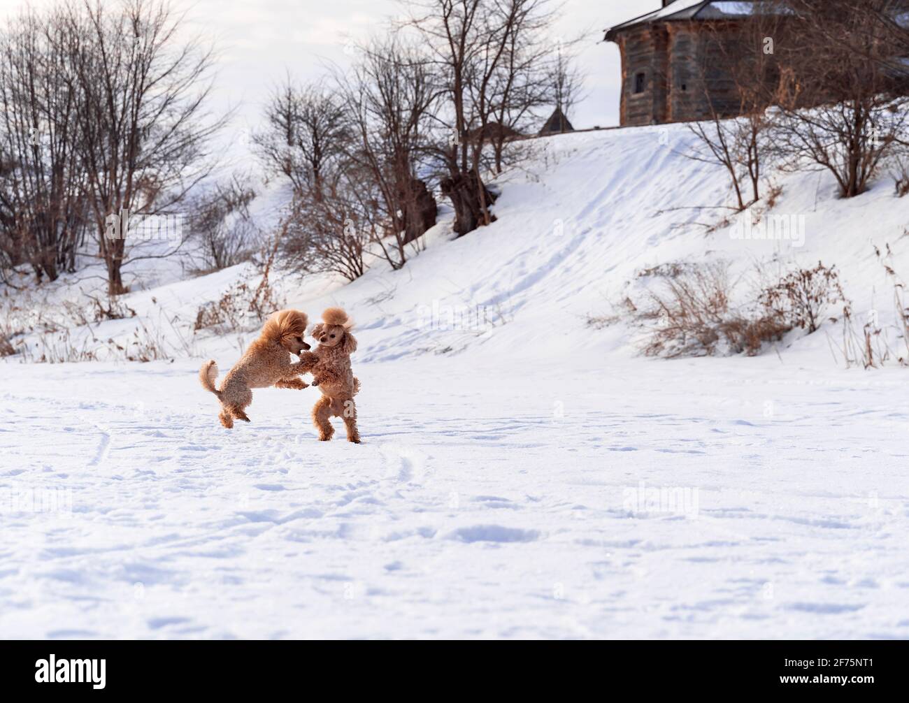 Cute small golden dogs playing in snow outdoors. Happy family vacation ...