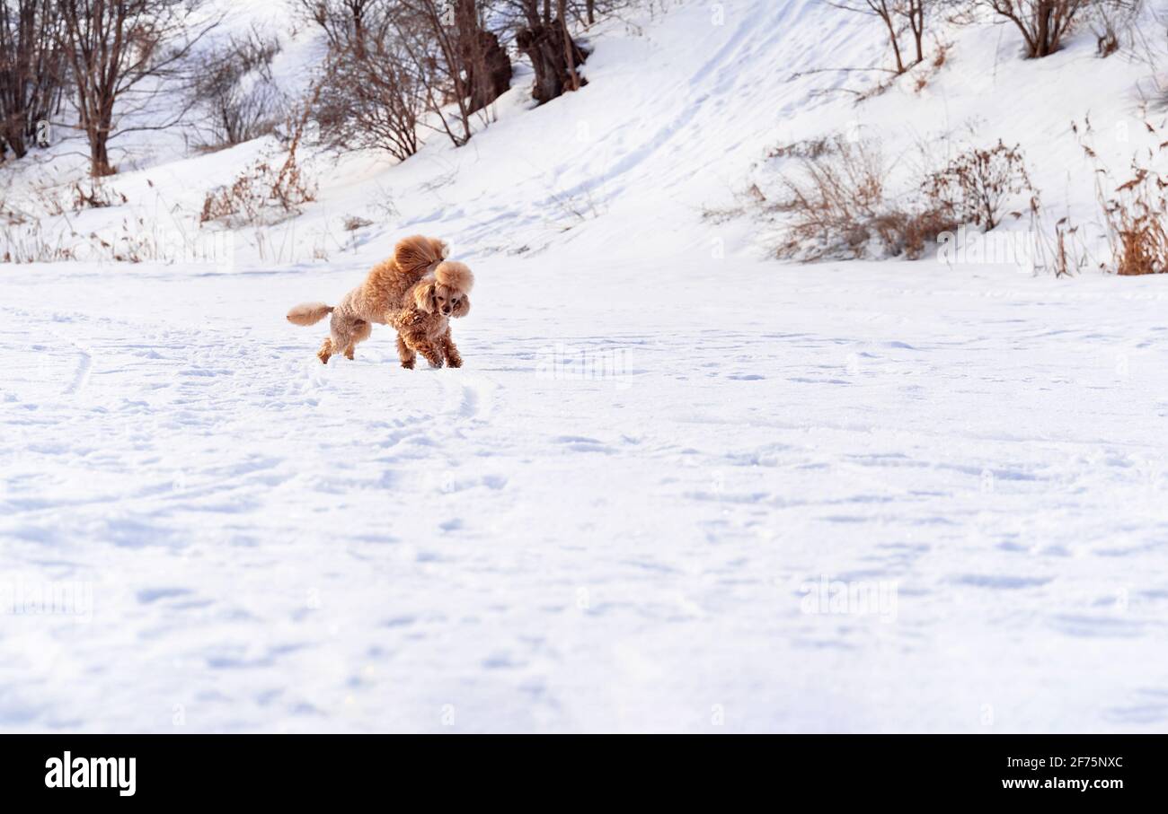 Cute small golden dogs playing in snow outdoors. Happy family vacation ...