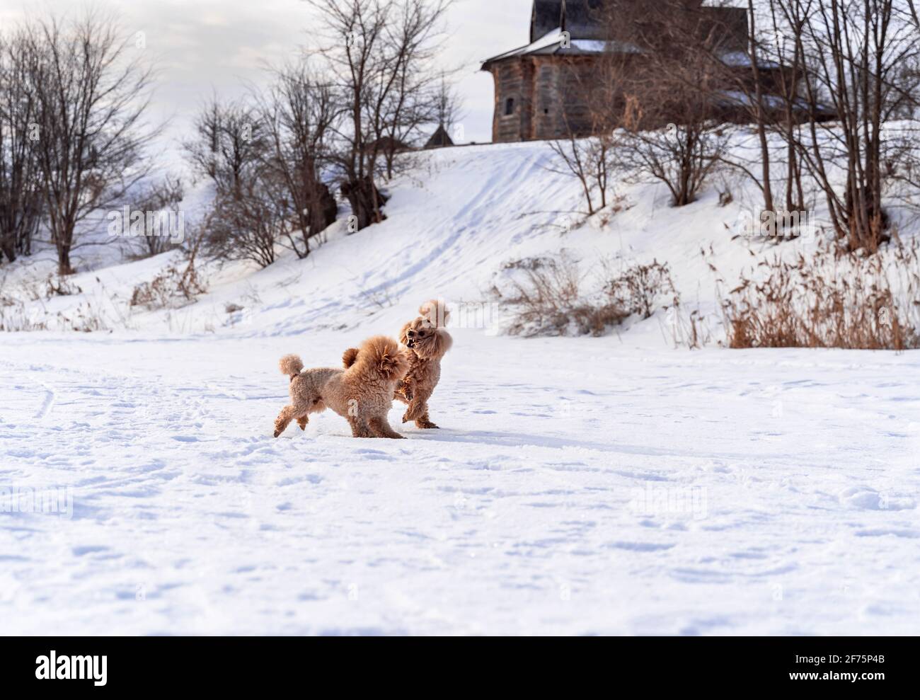 Cute small golden dogs playing in snow outdoors. Happy family vacation ...