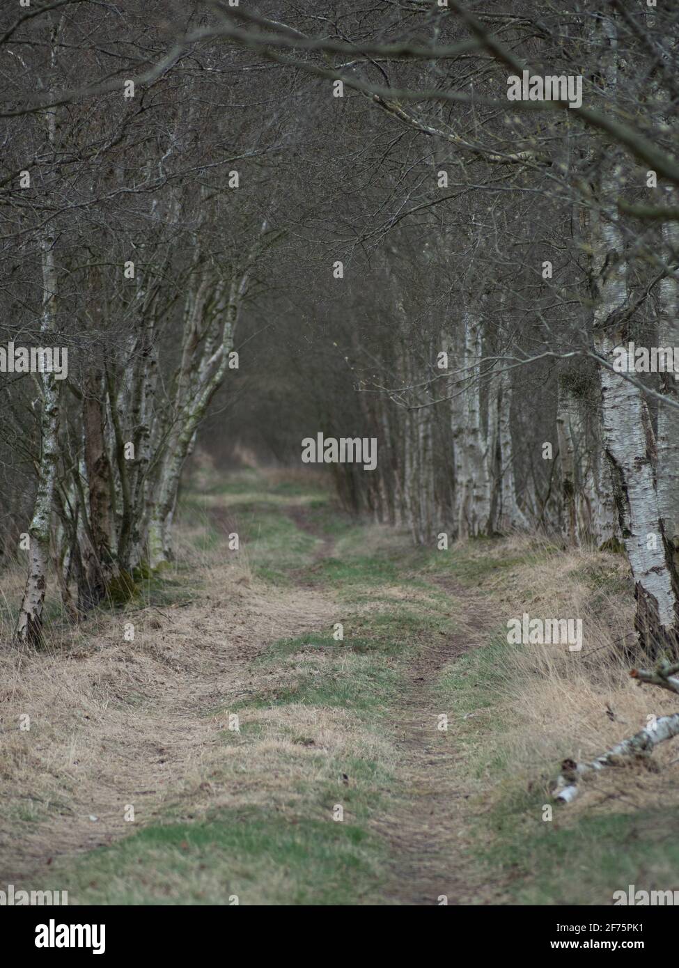 Trees in the "Elmer Moor Stock Photo - Alamy