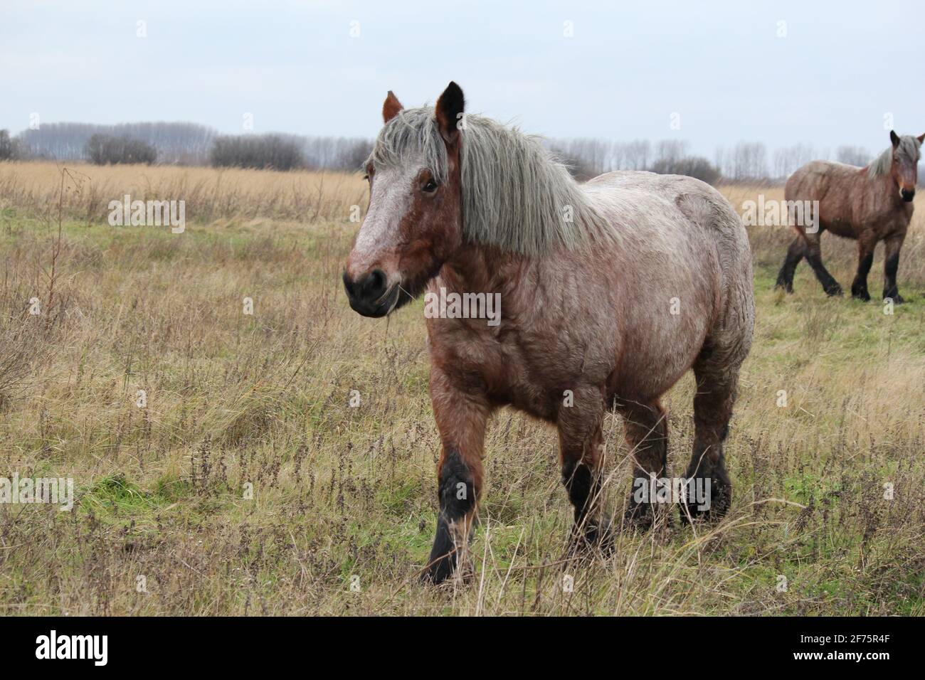Work horse hi-res stock photography and images - Alamy