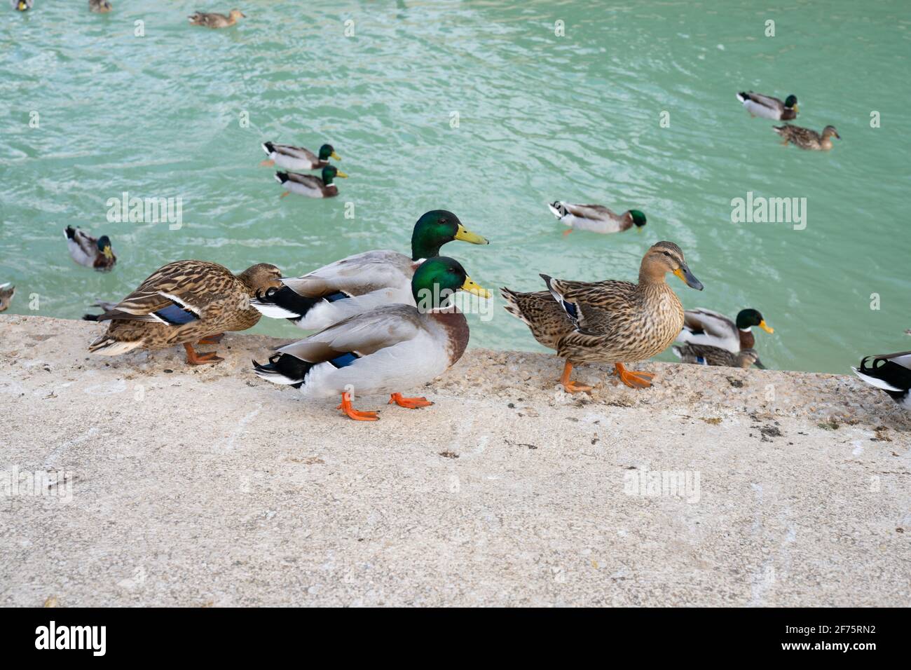 Wild ducks on an open water reservoir on a summer day Stock Photo - Alamy