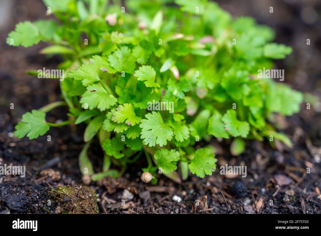 Botanical collection, young green aromatic coriander plant growing in ...