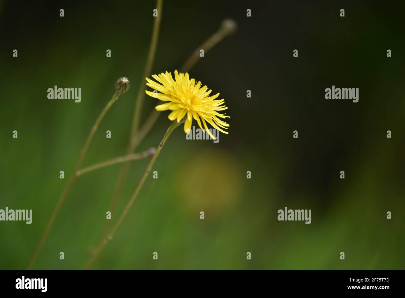 Taraxacum (Dandelion) a tap-rooted, perennial, herbaceous plant with ...