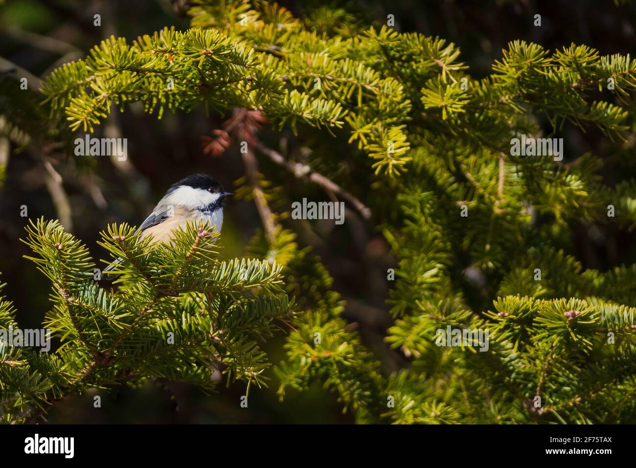 Species chickadee hi-res stock photography and images - Alamy