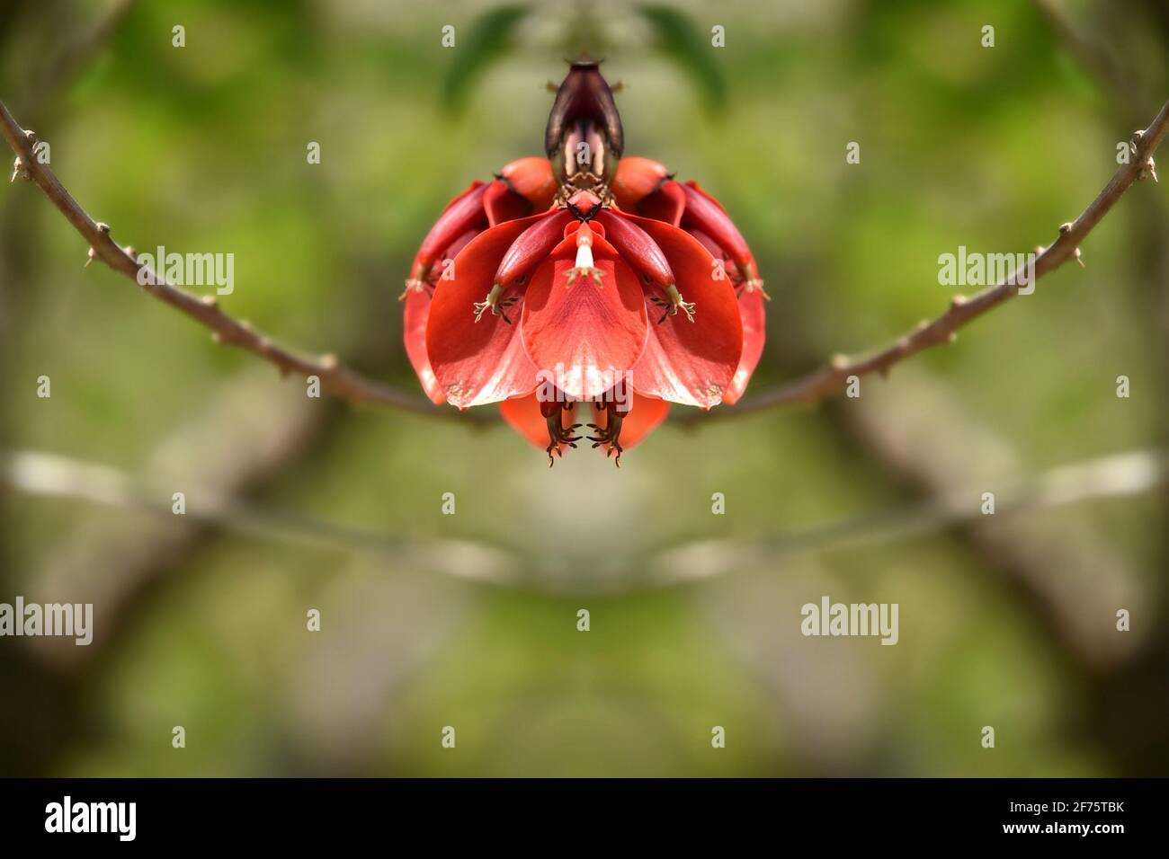 Erythrina crista-galli (Cockspur coral tree) a native flowering tree ...