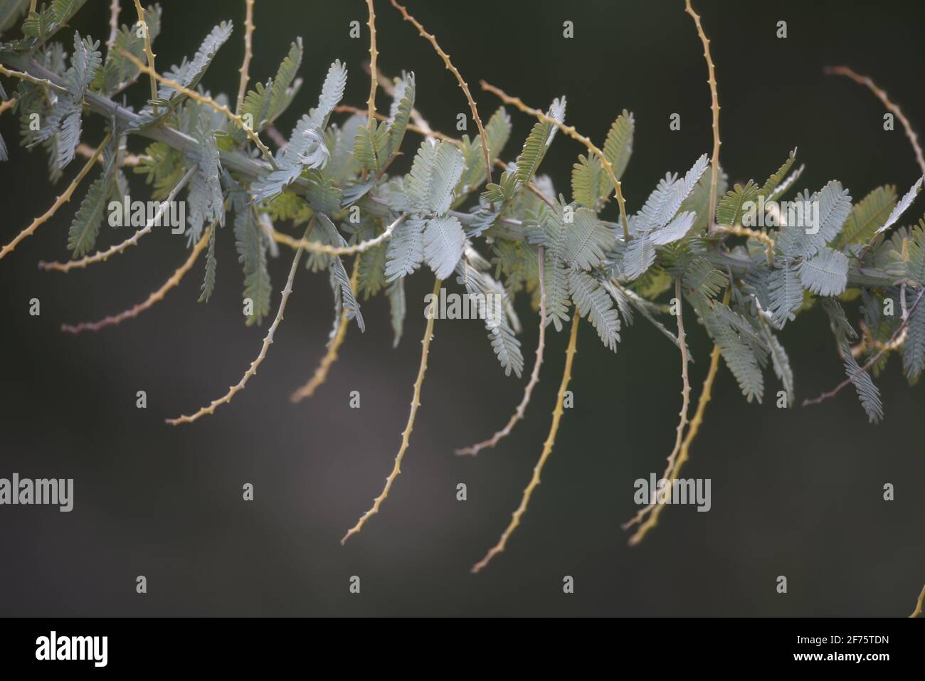 Eucalyptus polyanthemos hi-res stock photography and images - Alamy