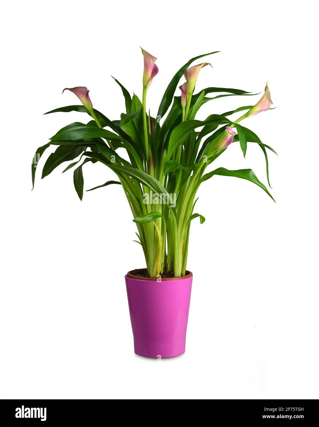 Pink calla lily in flower pot isolated on white background Stock Photo ...