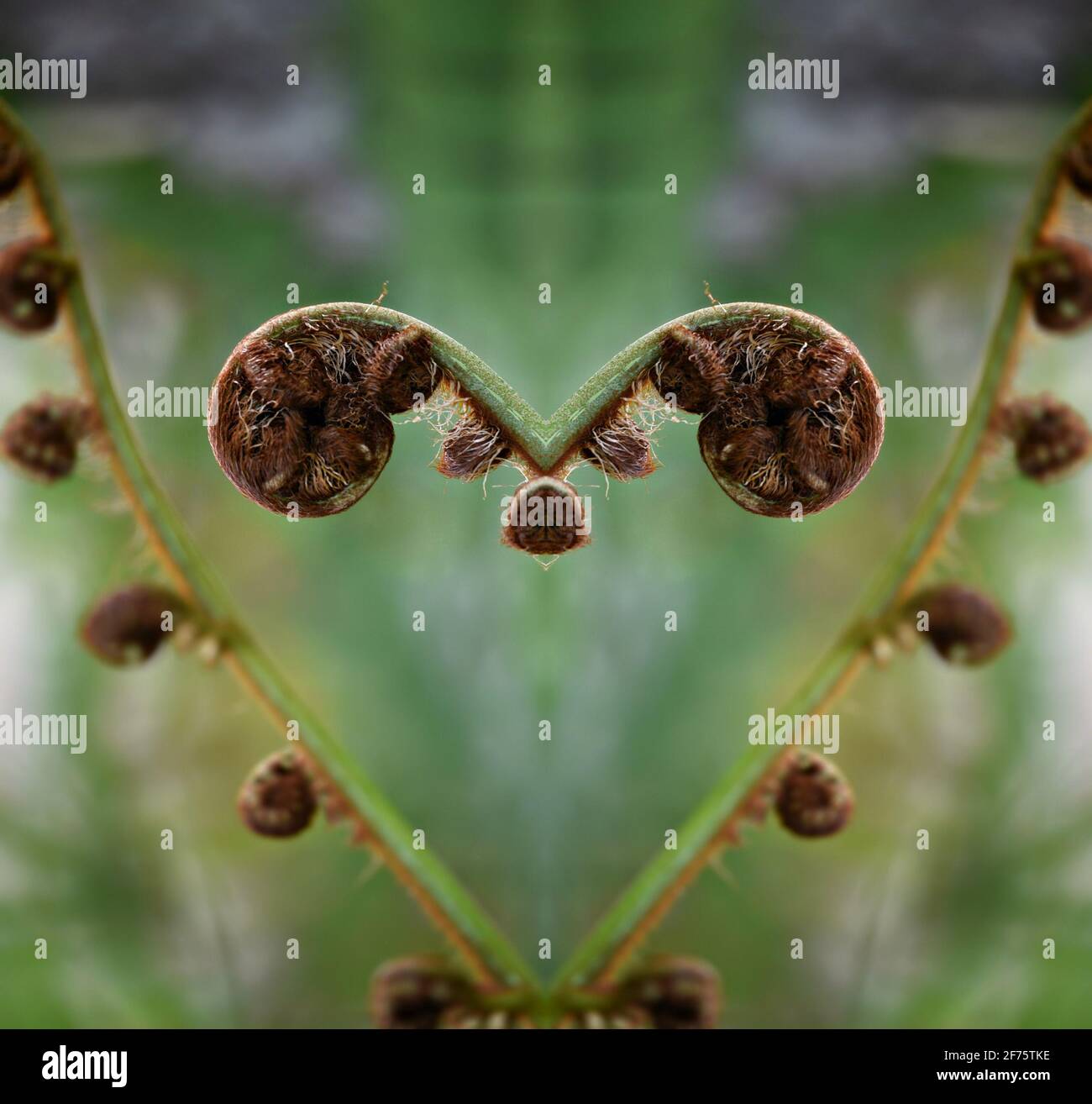 Bamboo with thorns hi-res stock photography and images - Alamy