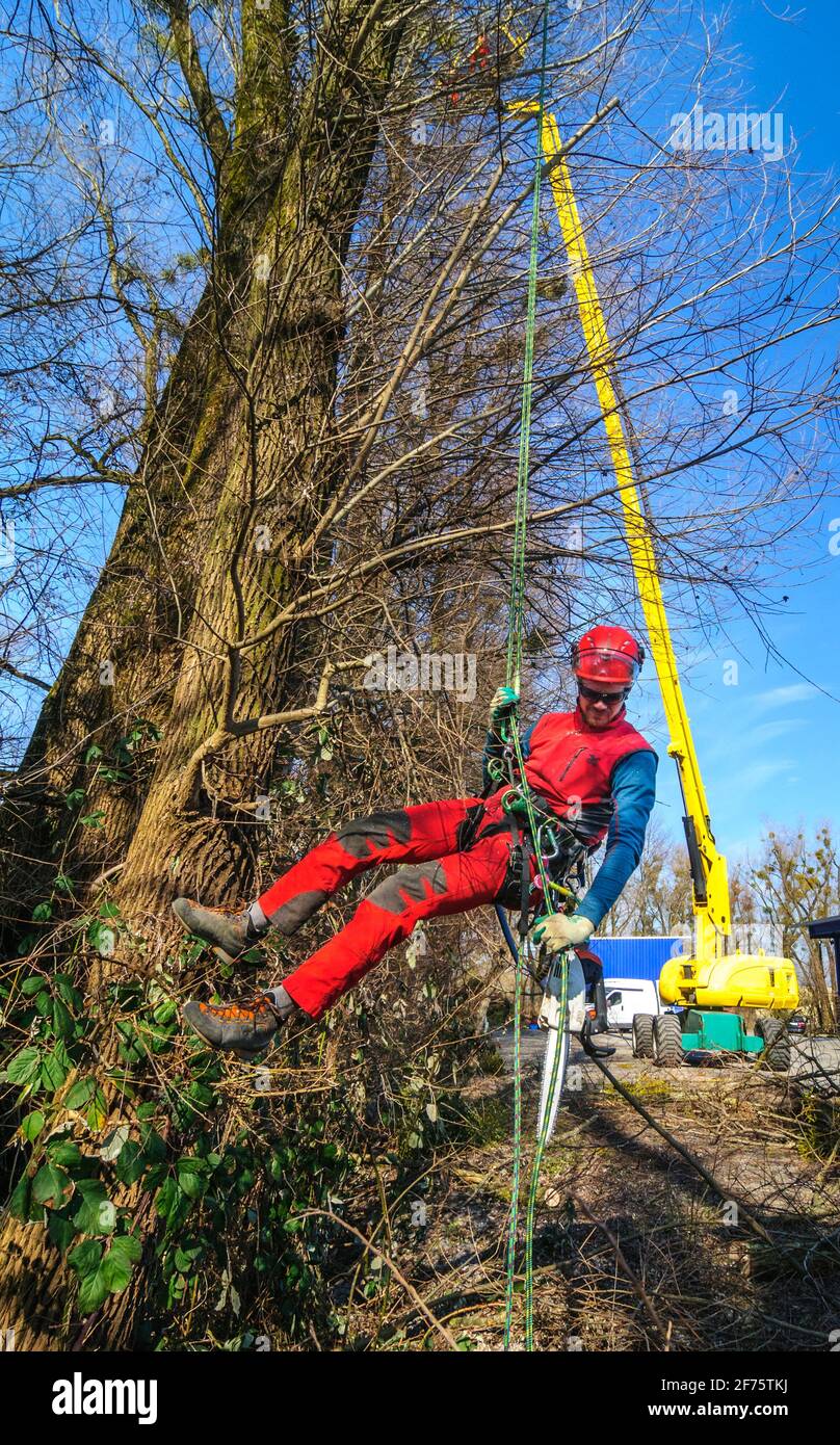 Treeworker doing their job with a skylift Stock Photo - Alamy