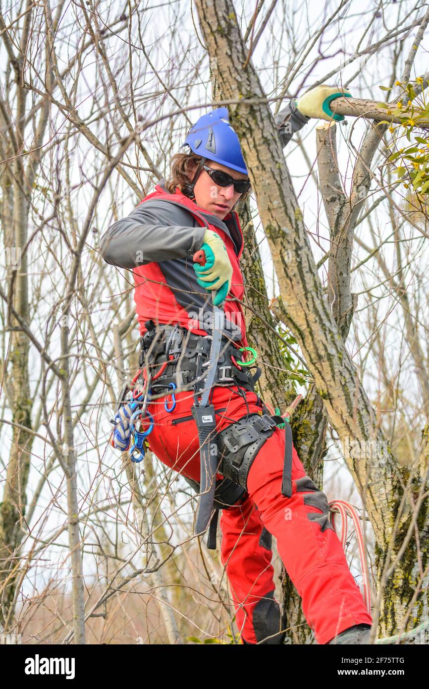 Treeworker doing his arduous and demanding job Stock Photo - Alamy