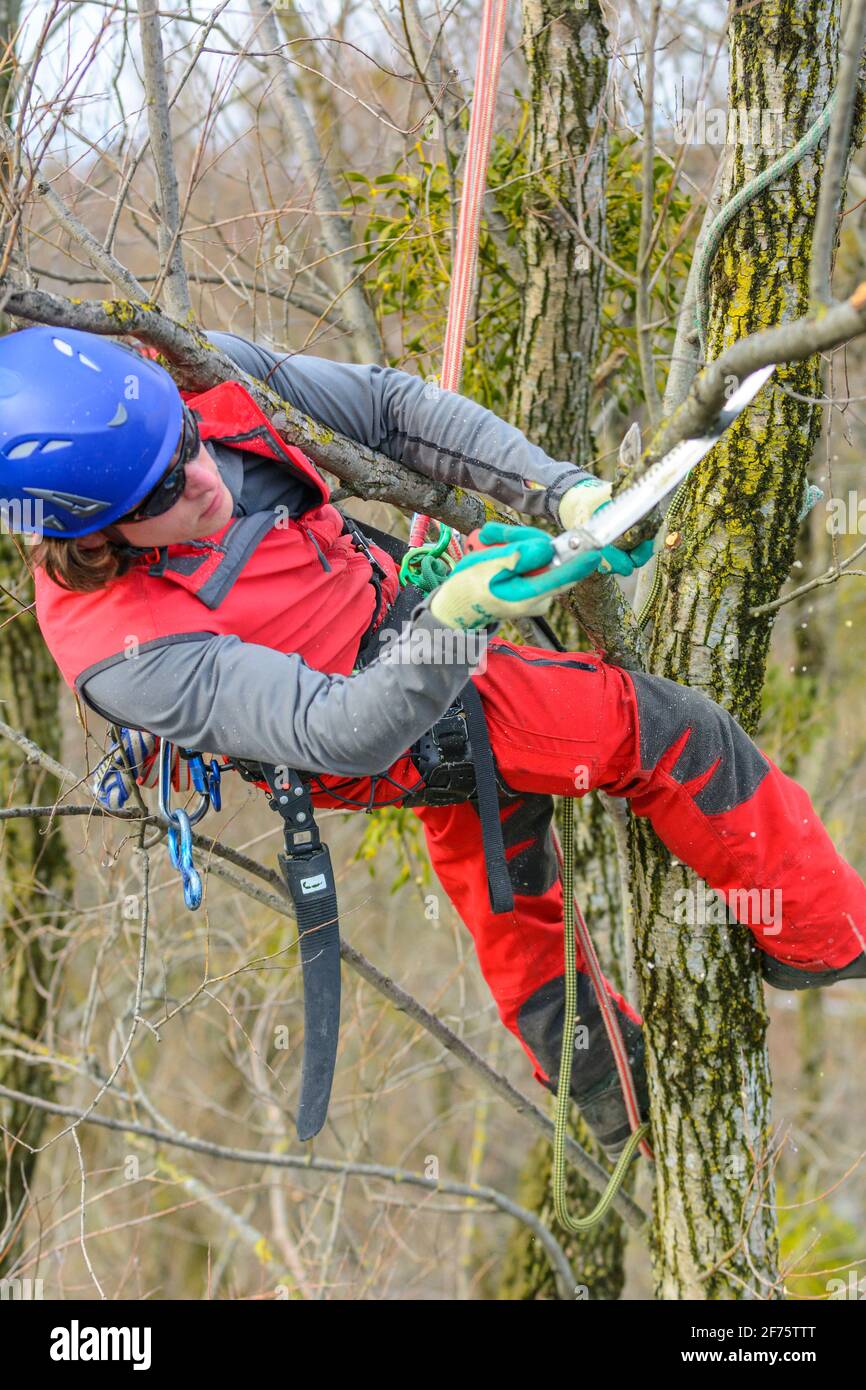 Treeworker doing his arduous and demanding job Stock Photo - Alamy