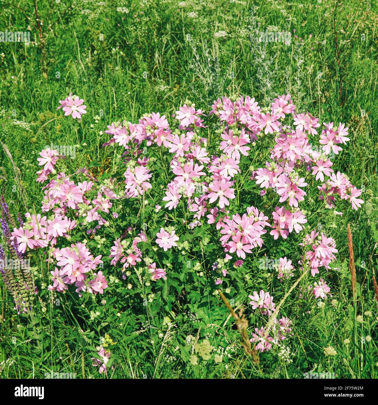 Pink wild mallow flowers in sunlight in natural environment Stock Photo ...
