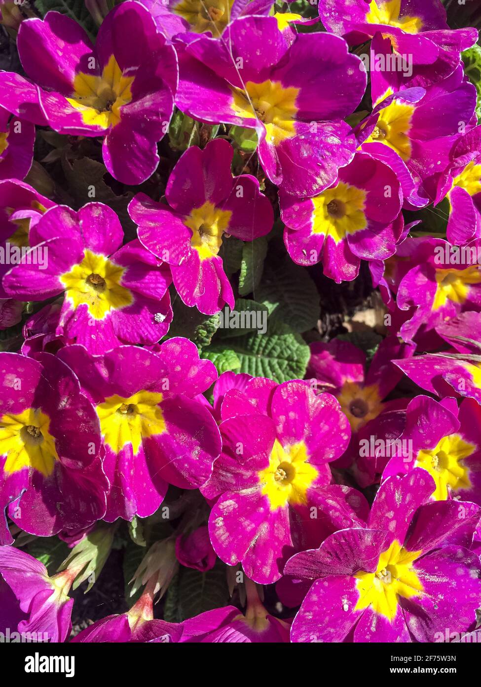 Purple primrose background texture Stock Photo - Alamy