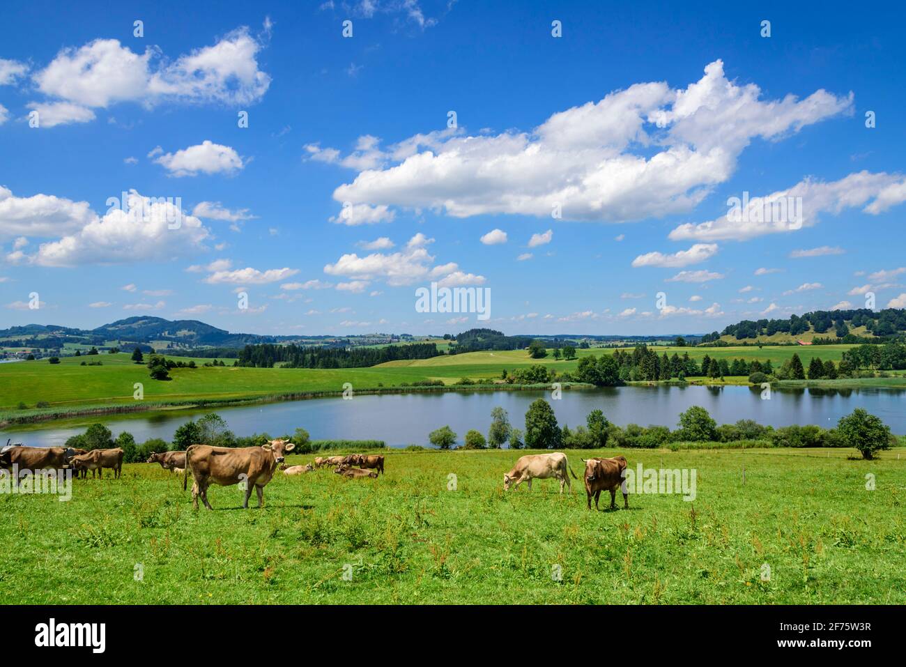 Natural farming in hilly landscape in eastern Allgäu Stock Photo - Alamy