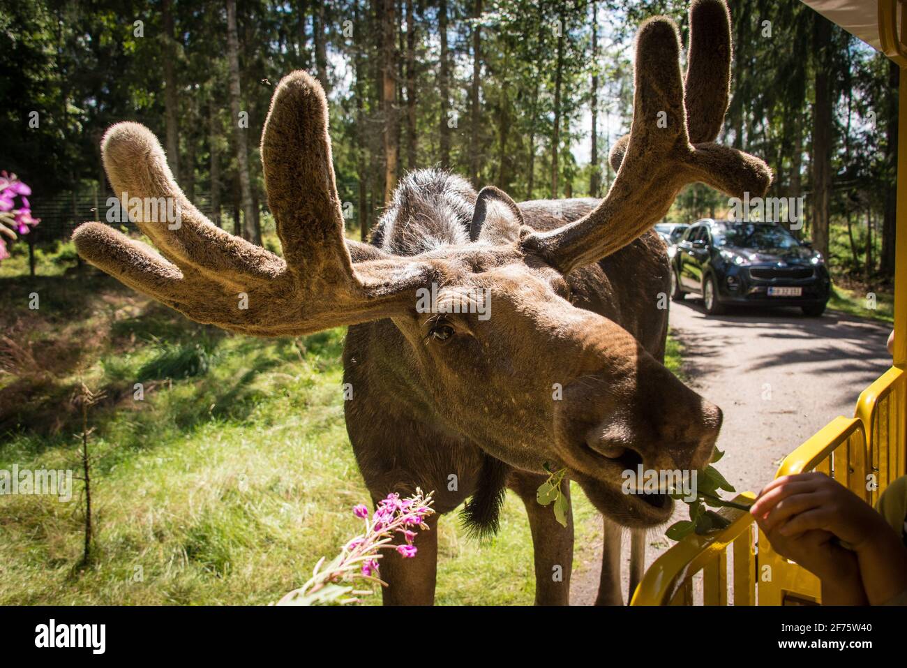 A bull elk approaching a train with tourists on an elk-safari looking ...