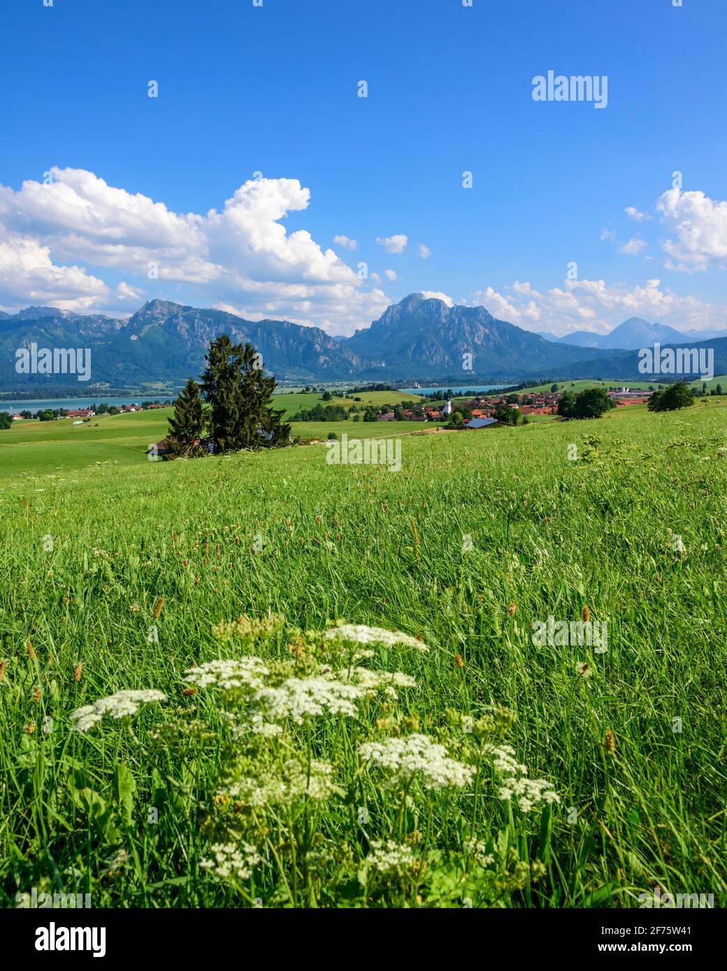 Lake forggensee and the alpine foothills hi-res stock photography and ...