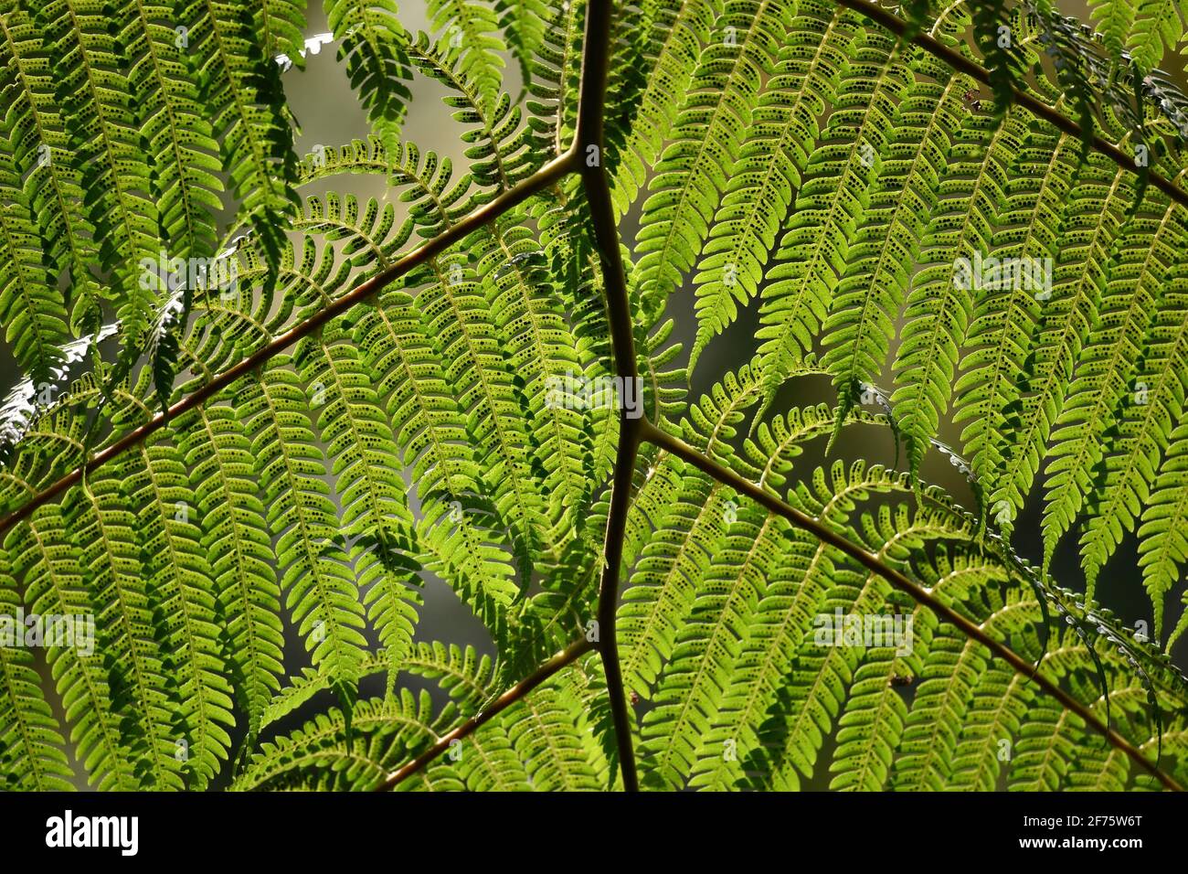 Clustered morphology hi-res stock photography and images - Alamy