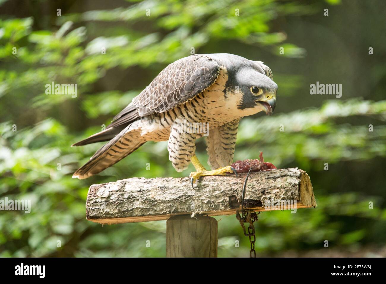 Zoo summer visit hi-res stock photography and images - Alamy