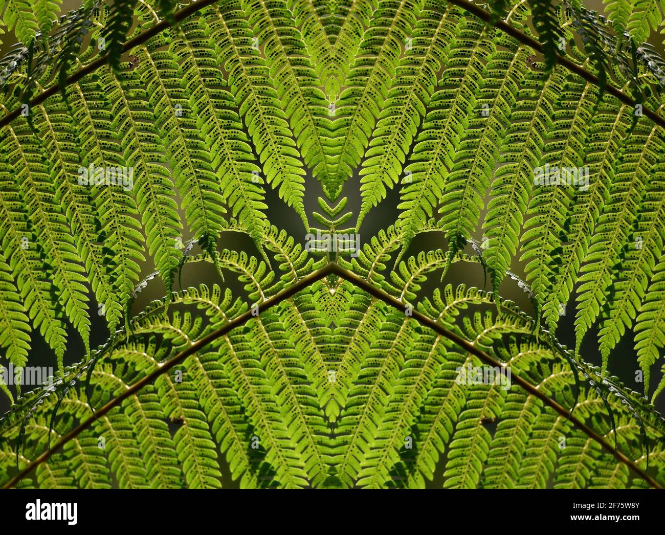 Clustered coral hi-res stock photography and images - Alamy