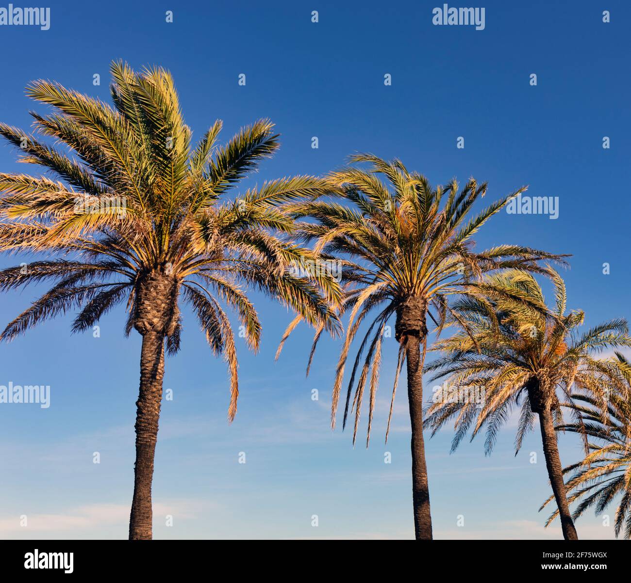 Palm row of palm trees hi-res stock photography and images - Alamy