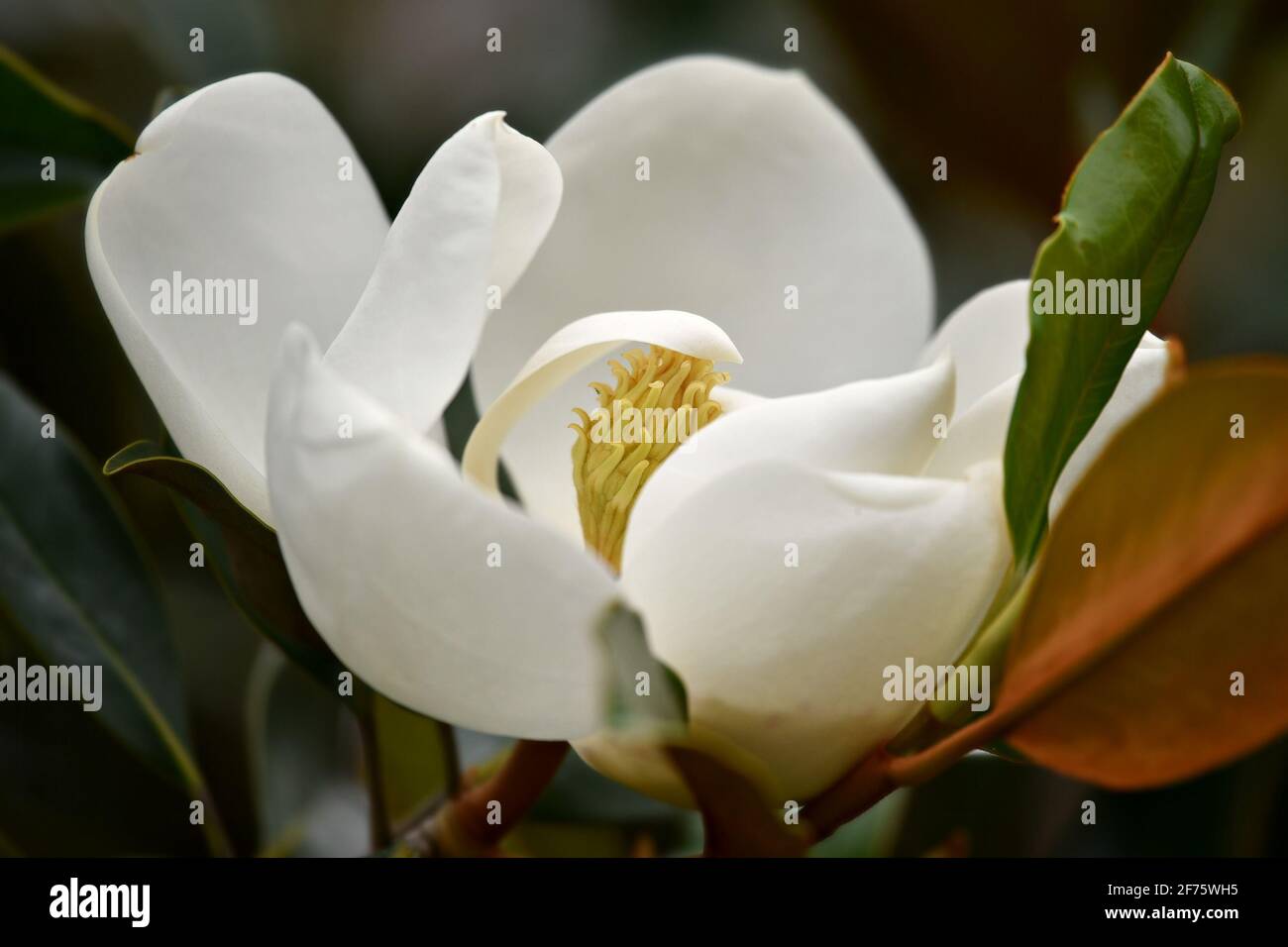 Magnolia grandiflora a native, striking evergreen tree with creamy ...