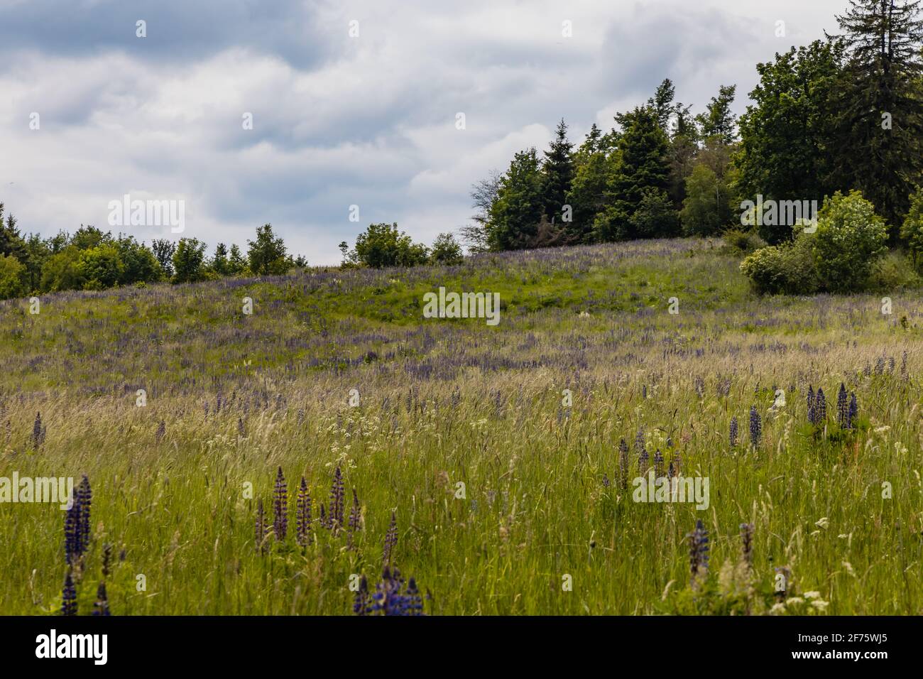 Big bushes of flowers hi-res stock photography and images - Alamy