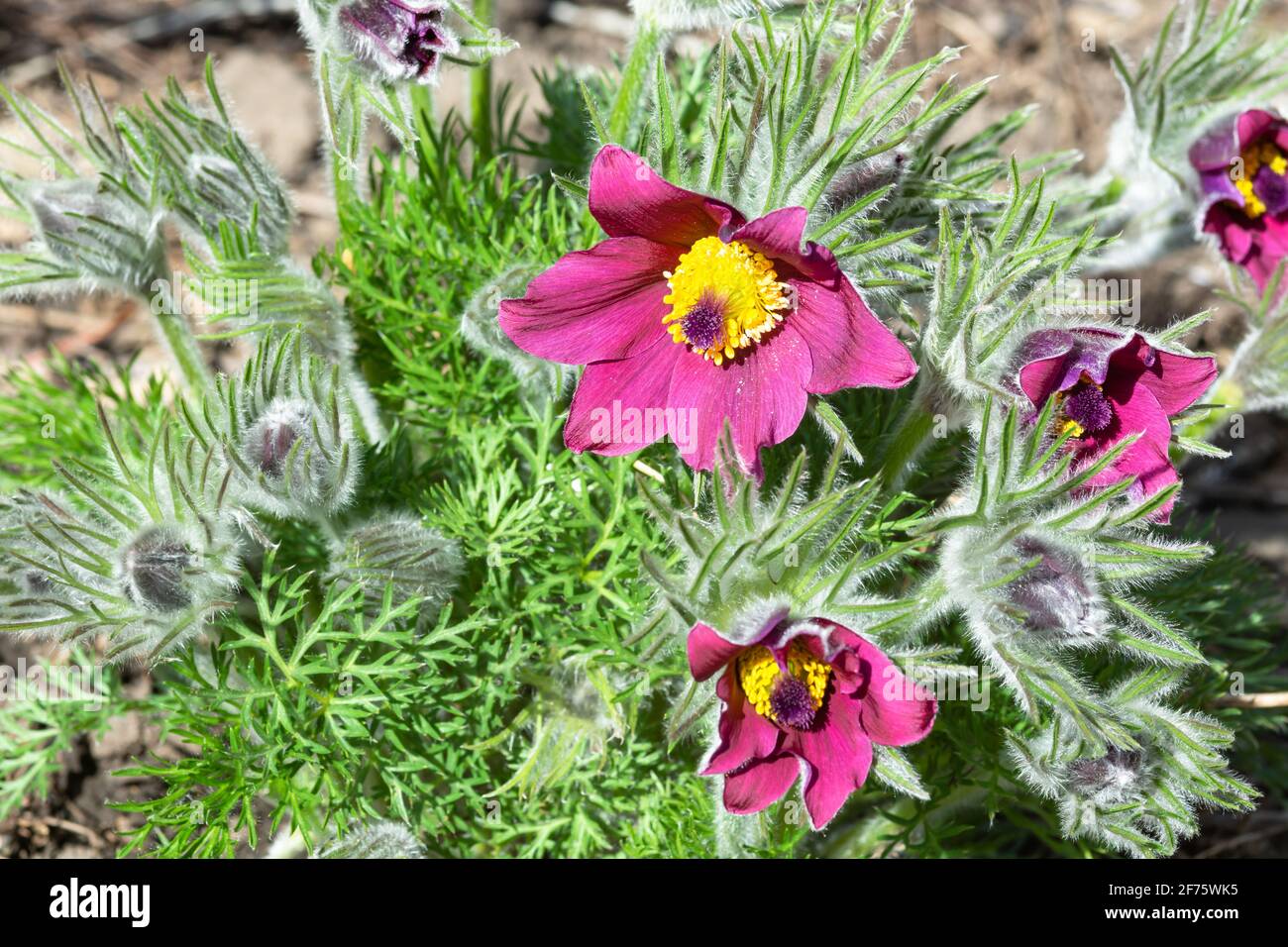 Red Pasque flower, Pulsatilla vulgaris Stock Photo - Alamy