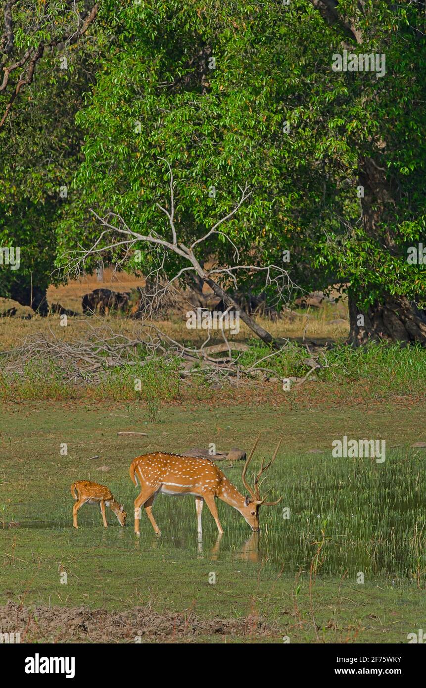 Adult Chital and fawn drinking water Stock Photo - Alamy