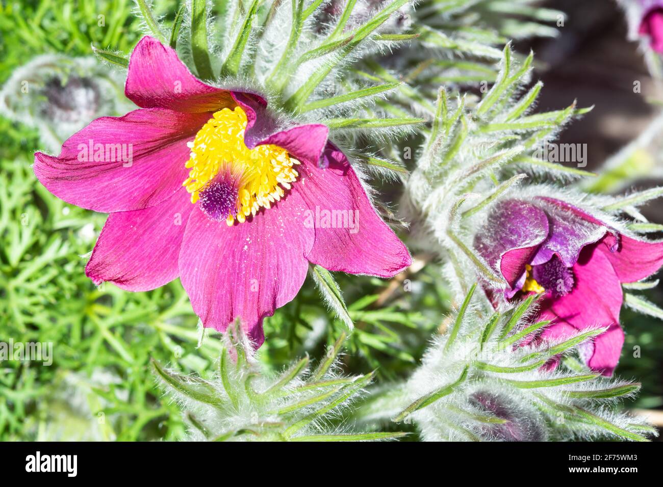 Red Pasque flower, Pulsatilla vulgaris Stock Photo - Alamy