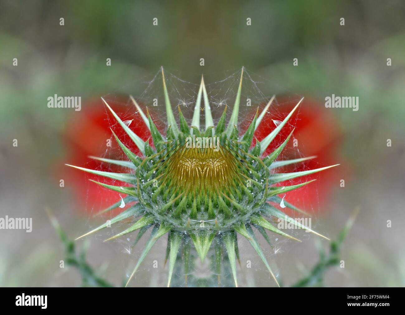 Conical Shape High Resolution Stock Photography and Images - Alamy