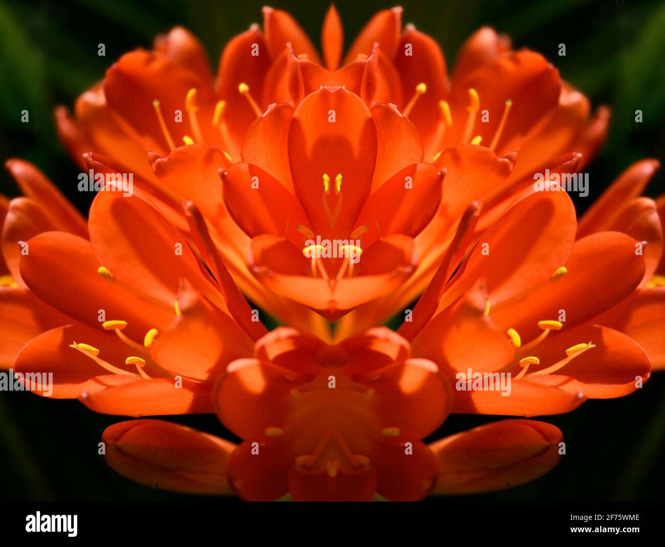 Long strap fern hi-res stock photography and images - Alamy