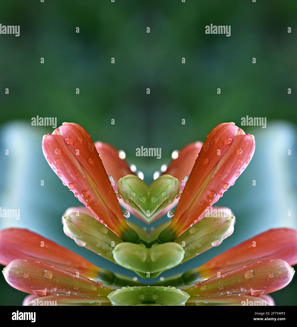 Clivia miniata (Natal lily) a native flowering plant with long, arching ...