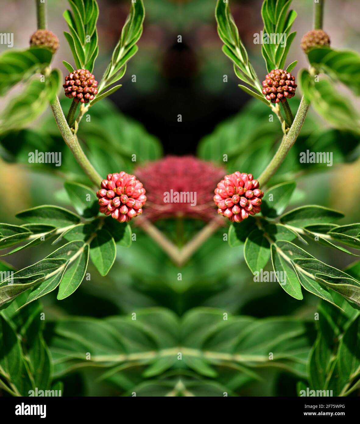 Metrosideros polymorpha ('Ohi'a lehua) a Hawaiian flowering evergreen ...