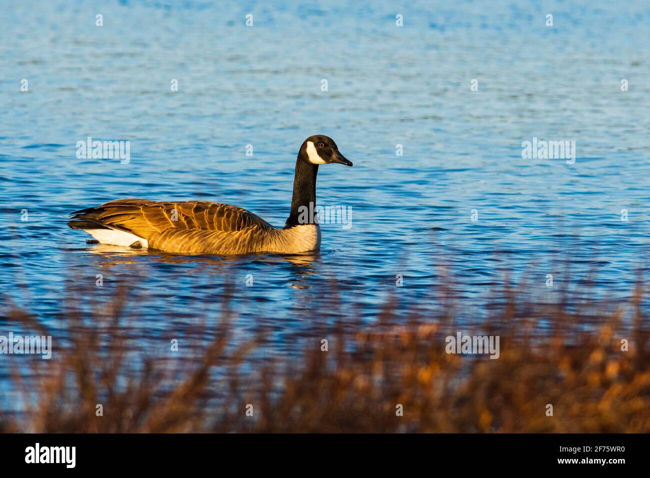 Migratory goose sunset hi-res stock photography and images - Alamy