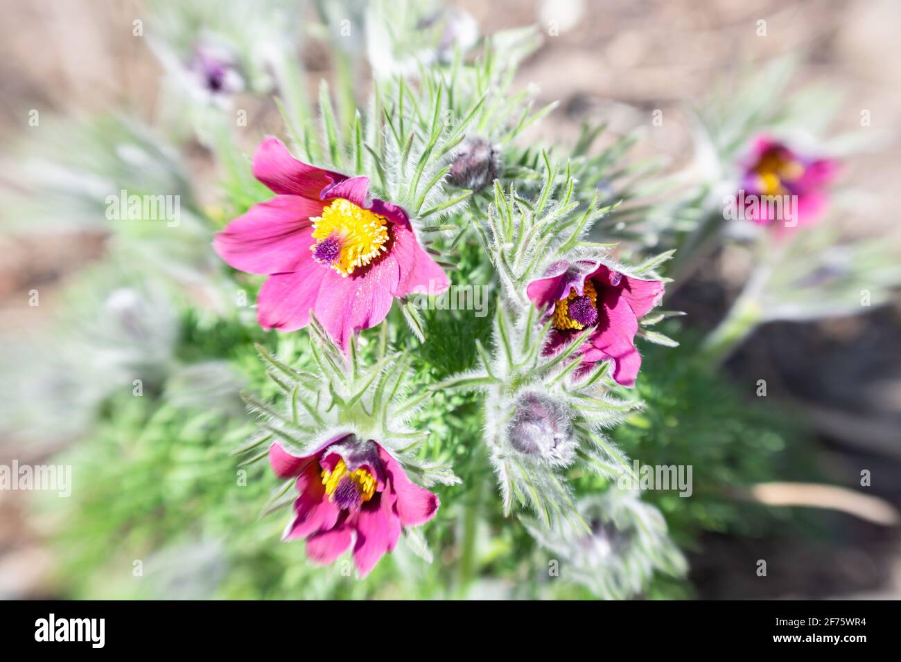 Red Pasque flower, Pulsatilla vulgaris Stock Photo - Alamy