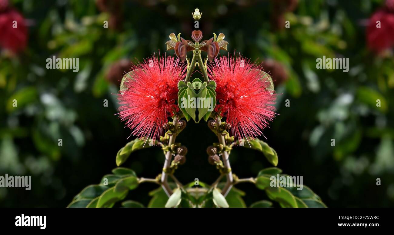 Red plant ohia lehua hi-res stock photography and images - Alamy