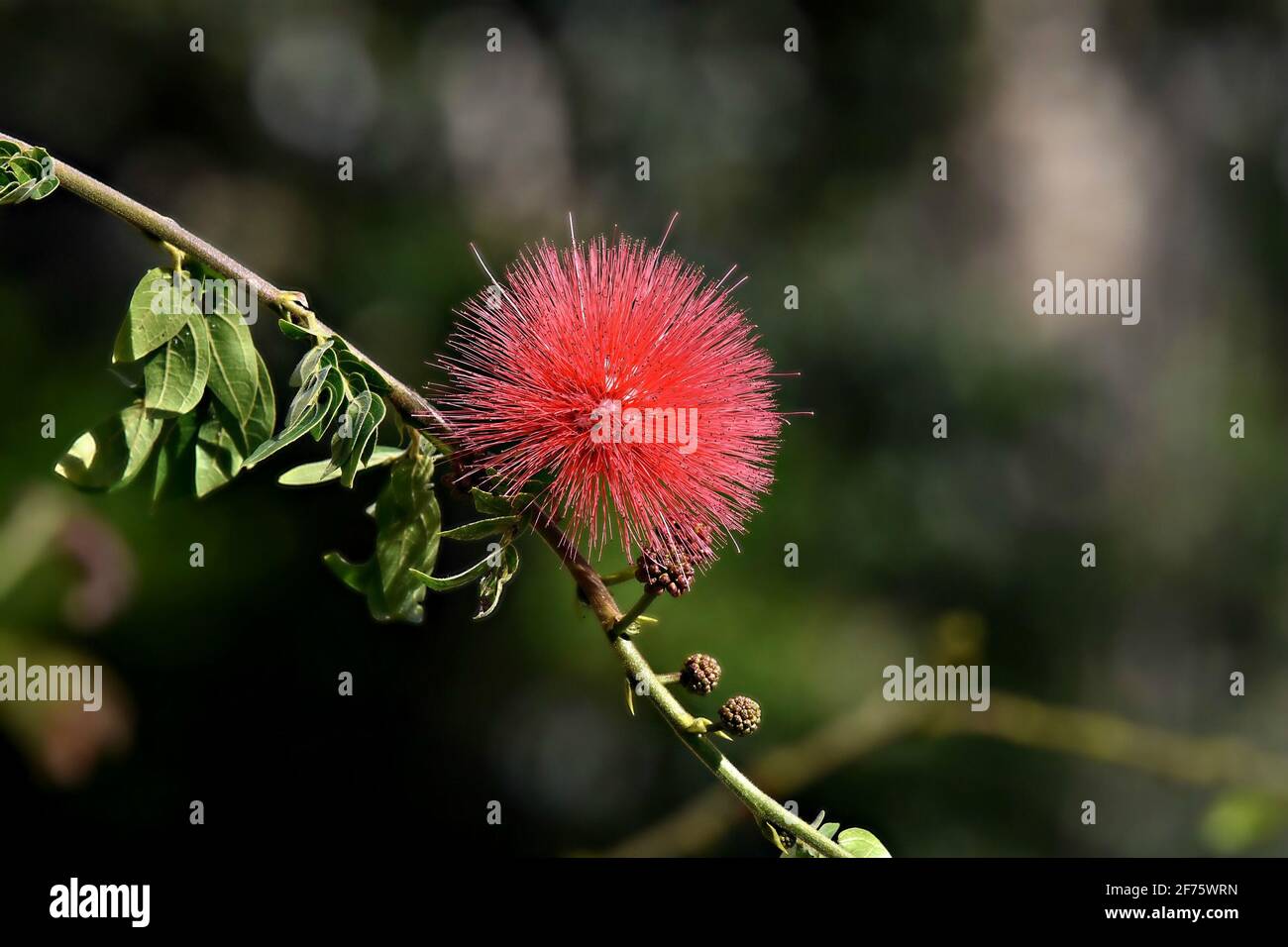 Metrosideros polymorpha ('Ohi'a lehua) a Hawaiian flowering evergreen ...