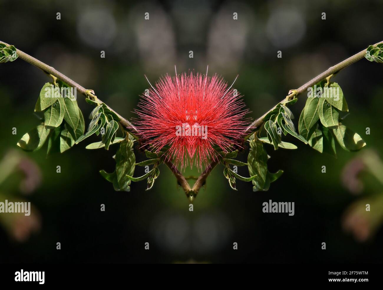 Metrosideros polymorpha ('Ohi'a lehua) a Hawaiian flowering evergreen ...