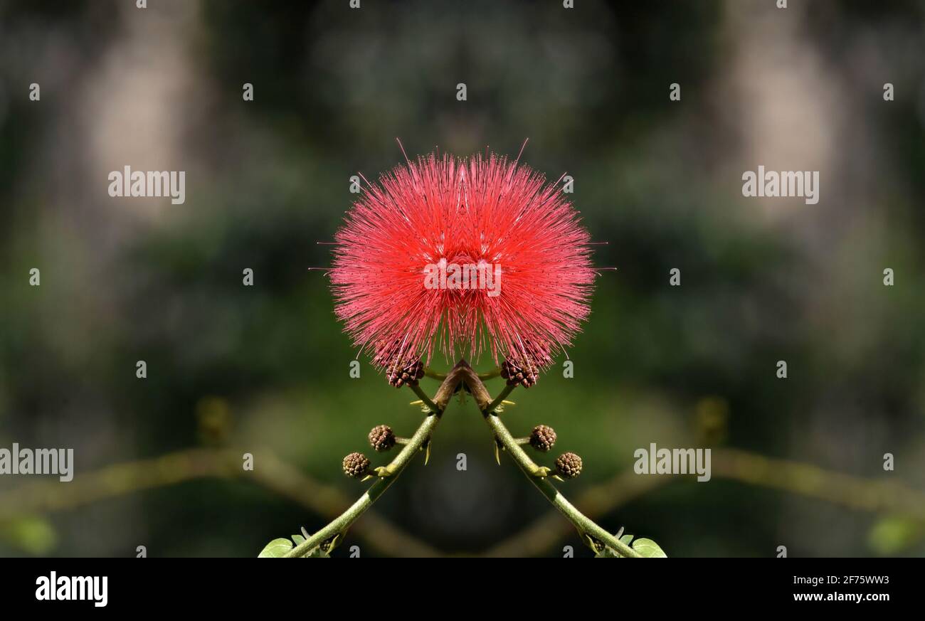 Metrosideros polymorpha ('Ohi'a lehua) a Hawaiian flowering evergreen ...