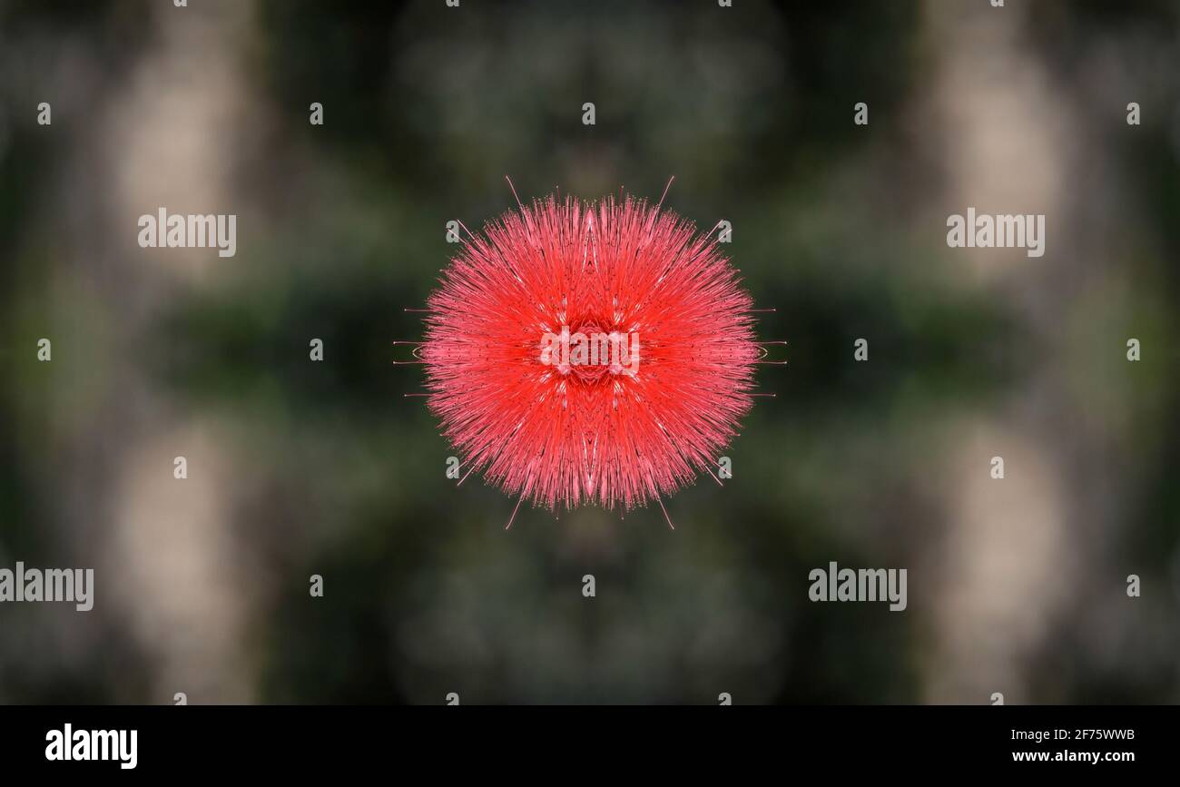 Metrosideros polymorpha ('Ohi'a lehua) a Hawaiian flowering evergreen ...