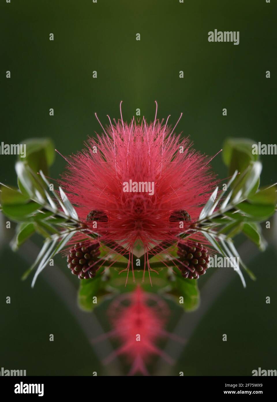 Metrosideros polymorpha ('Ohi'a lehua) a Hawaiian flowering evergreen ...