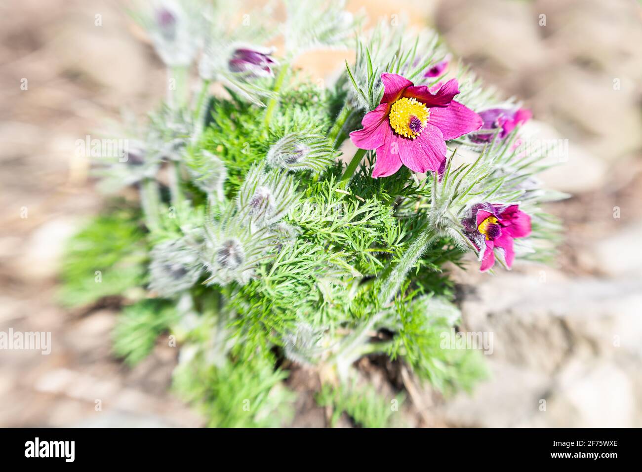 Red Pasque flower, Pulsatilla vulgaris Stock Photo - Alamy