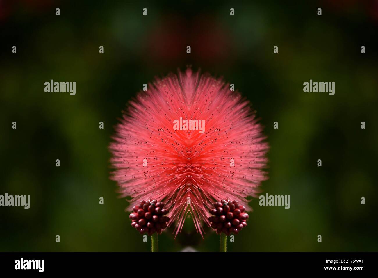 Metrosideros polymorpha ('Ohi'a lehua) a Hawaiian flowering evergreen ...