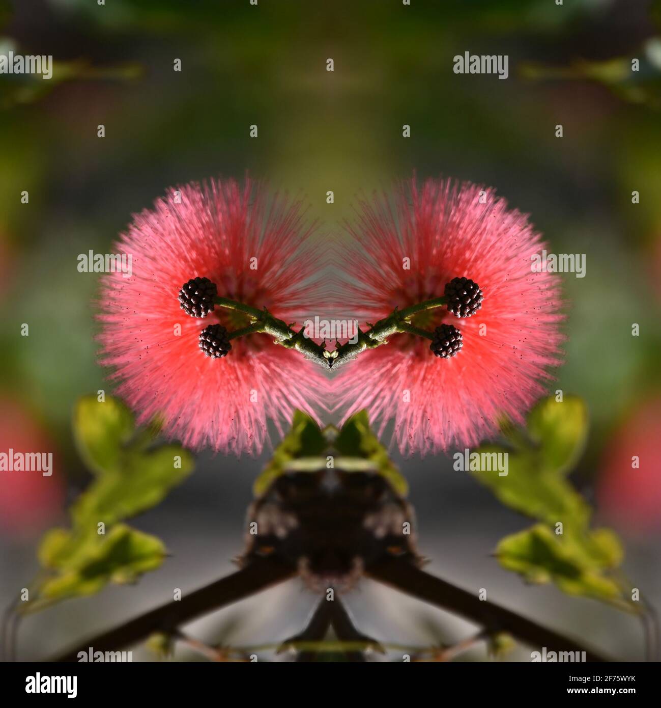 Metrosideros polymorpha ('Ohi'a lehua) a Hawaiian flowering evergreen ...
