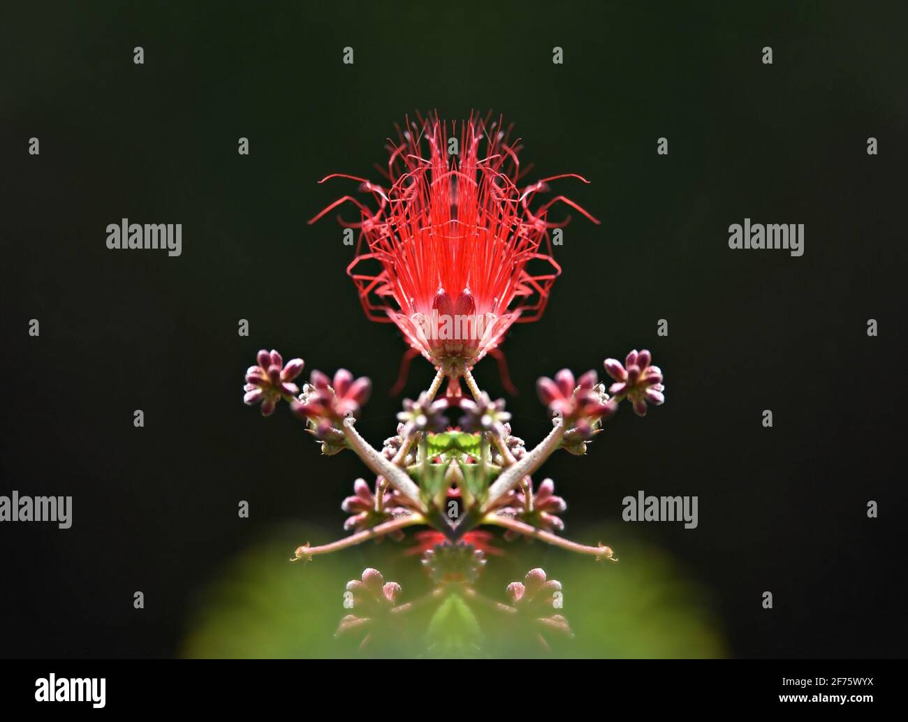 Metrosideros polymorpha ('Ohi'a lehua) a Hawaiian flowering evergreen ...