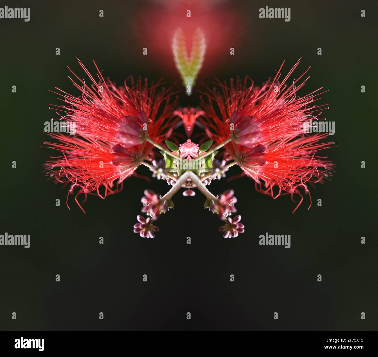 Metrosideros polymorpha ('Ohi'a lehua) a Hawaiian flowering evergreen ...
